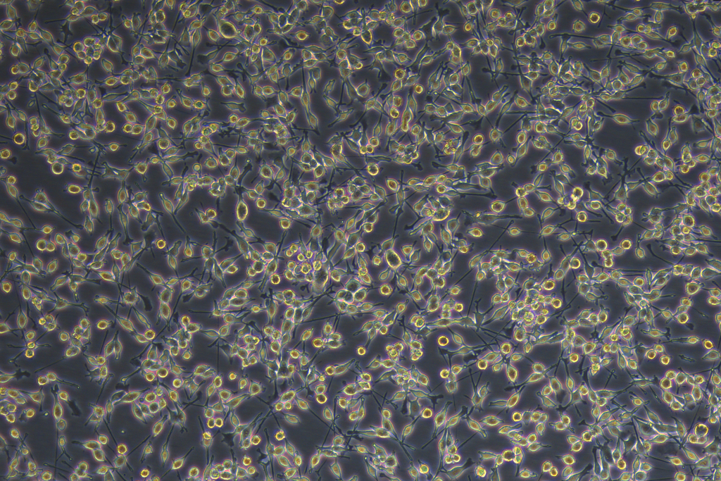 BV-2 Mouse Microglia Cell Line | Ascent Research